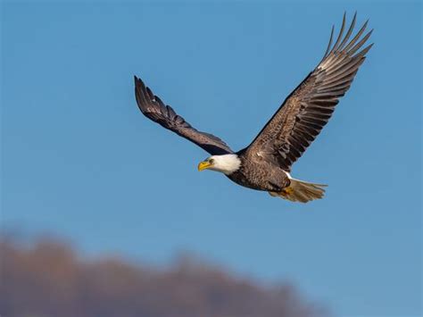 Do Bald Eagles Mate For Life Birdfact