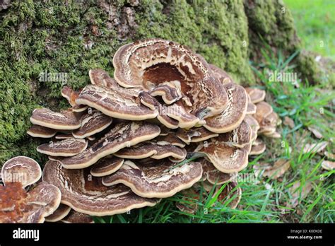 Tree Base Fungi Hi Res Stock Photography And Images Alamy