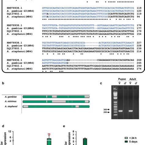 Doublesex Sequence And Profile Expression In An Gambiae G3 A Sequence Download Scientific