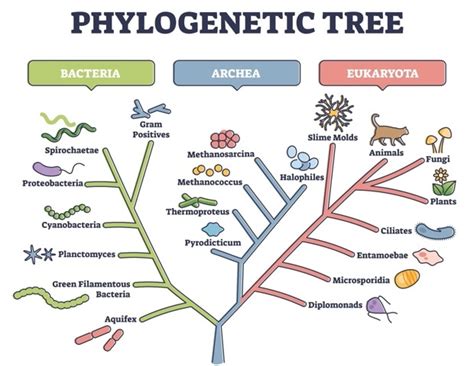 Molecular Insights Into The Photosynthesis Process
