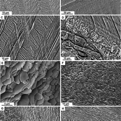 Shell Microstructure Of A D Naria Sp And E H Perna Perna A B Download Scientific