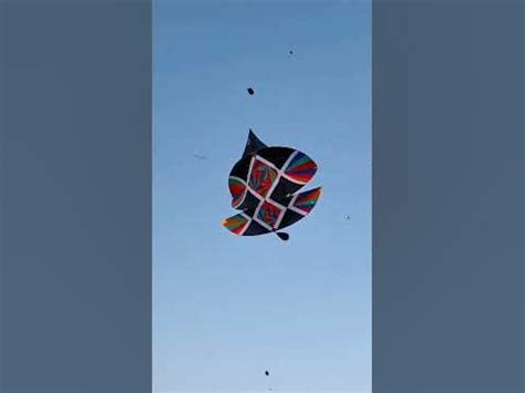 Guess The Size Biggest Tukak Kite Rawalpindi Basant 2024 Rawalpindi