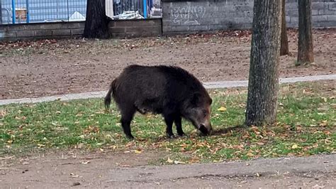 Stefano Violati Morto Dopo Incidente Contro Un Cinghiale Le Indagini E