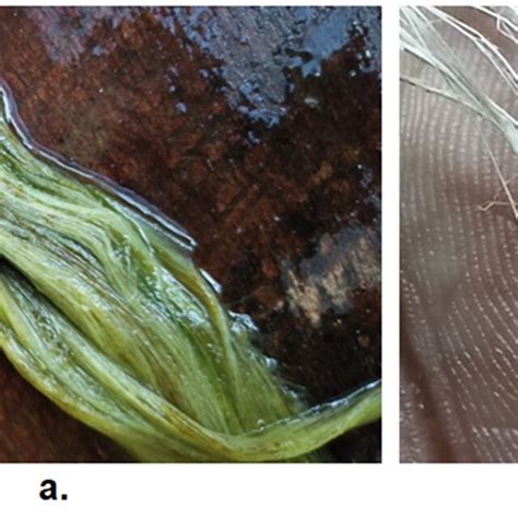 Amanually Extracted Fibers Bextracted Fibers After Drying At