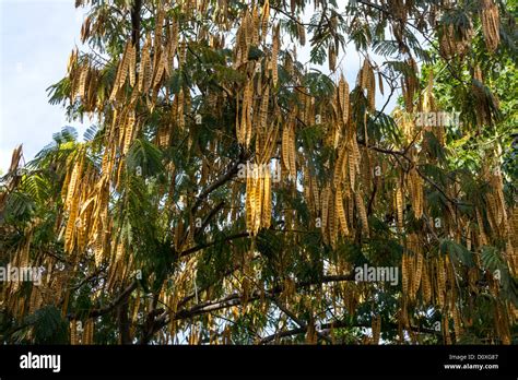 Big Tree With Long Seed Pods