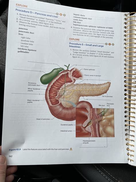 Digestive Lab Diagram Quizlet