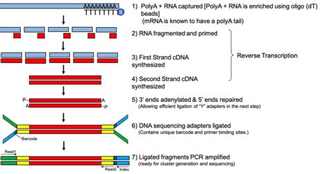 Mrna Sequencing