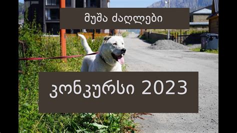 ძაღლების შერჩევა კონკურსისთვის Youtube