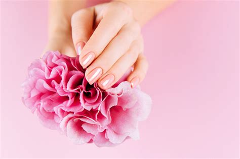 신선한 Eustoma와 아름 다운 여자 손 스파와 매니큐어 개념 분홍색 매니큐어와 여성의 손 부드러운 스킨 케어 컨셉 아름다움 손톱입니다 베이지 색 배경 위에 손톱에 대한