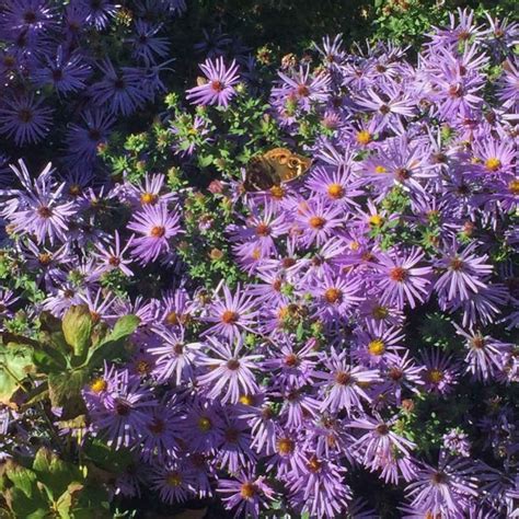 Symphyotrichum Oblonolium Aromatic Aster