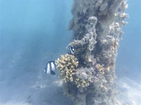 Coral Reef With Fish On The Red Sea In Egypt Stock Image Image Of
