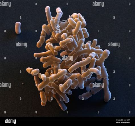 Bifidobacterium Bacteria Coloured Scanning Electron Micrograph Sem Of A Cluster Of