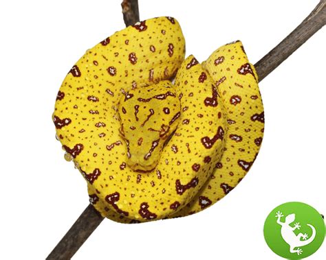 Cheap Uscb “sorongmerauke X Biak” Designer Green Tree Python