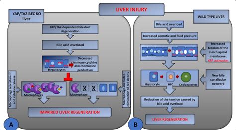 Schematic Representation Of The Role Of Yap Taz In Liver Regeneration