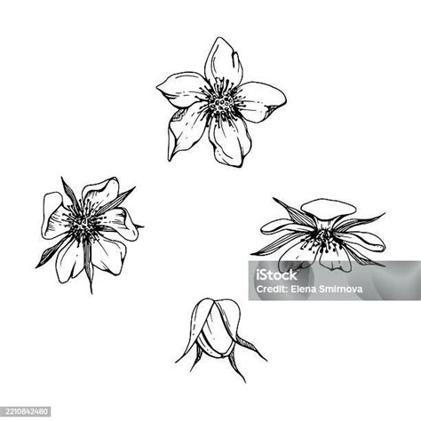 이른 봄 꽃 새싹 벚꽃 사쿠라 사과 꽃 벡터 잉크 말미잘 앵초 데이지 나무 부시 베리 식물에 그려진 단일 개체 격리 그림 결혼식 꽃집 스크랩북 Sanguinaria에 대한