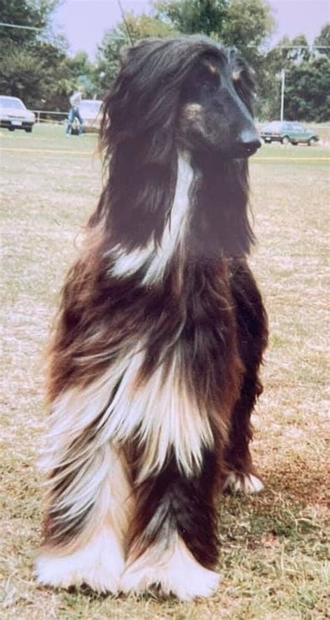 Aust Ch Shaaltarah In Thespring Afghan Hound Pedigree Database
