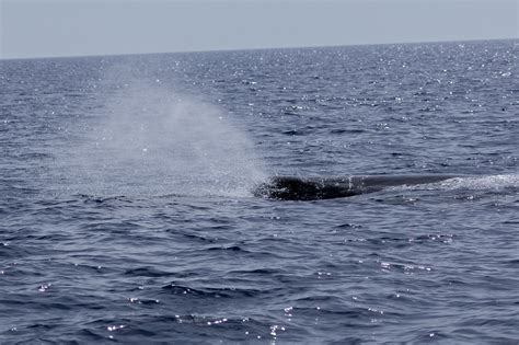 Cetacean Conservation And Ecotourism In Ischia 7 Images Behance