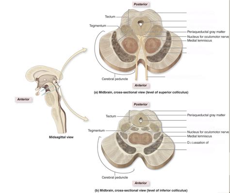 Midbrain Diagram Quizlet
