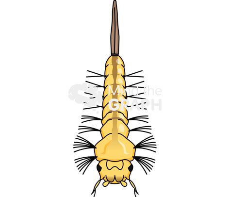 Free Culex Pipiens Larvae Icons Symbols Pictures And Images Mind