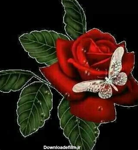 عکس شمع گل پروانه