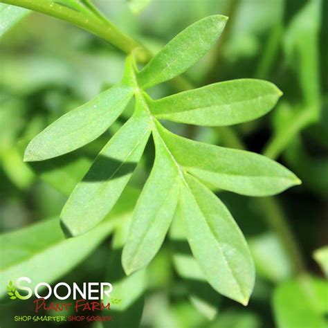Cutleaf Lilac Leaf Shrub Syringa Laciniata