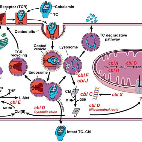 Pdf Biomarkers And Algorithms For The Diagnosis Of Vitamin B12 Deficiency