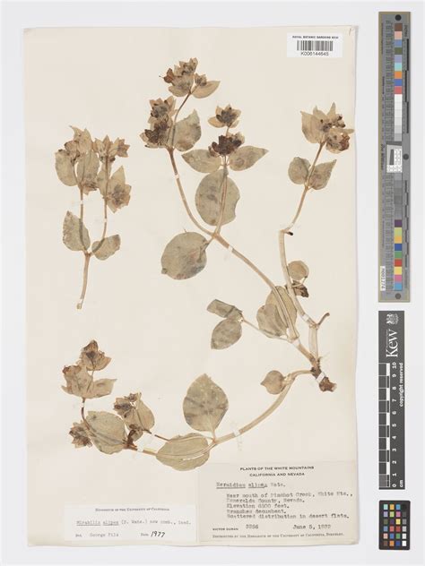 Mirabilis Alipes Swatson Pils Plants Of The World Online Kew Science