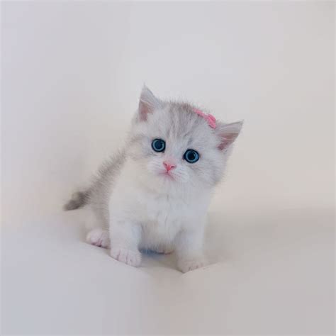 먼치킨 호주 퍼스트캣ㆍ24시 고양이분양ㆍ전국 안심홈서비스