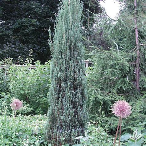 Juniper Blue Arrow Earl May Garden Center