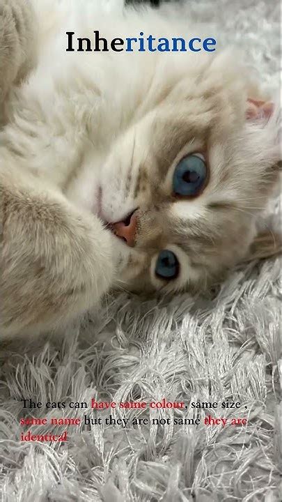 Inheritance Real Life Example Oops Coding Programming Cats