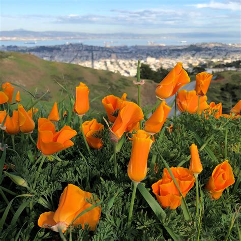Twin Peaks Sf Img6956 Wild Poppies Spring Flowers On Tw Flickr