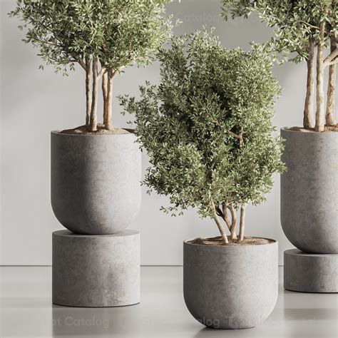 Растения в горшках Indoor Set 149 3d модель Greatcatalog 61412