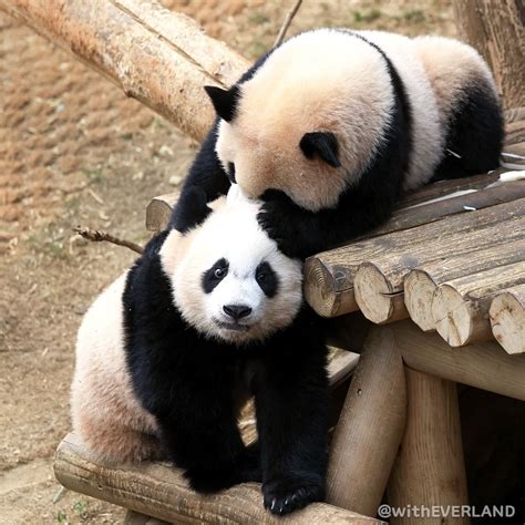 더쿠 [아기판다 다이어리 시즌2] 39 루이와 후이의 생일 초대장