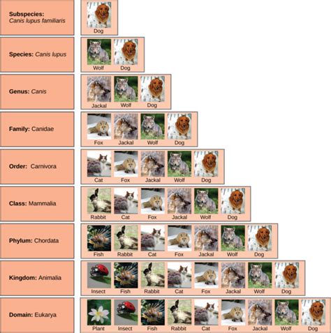 201c The Levels Of Classification Biology Libretexts