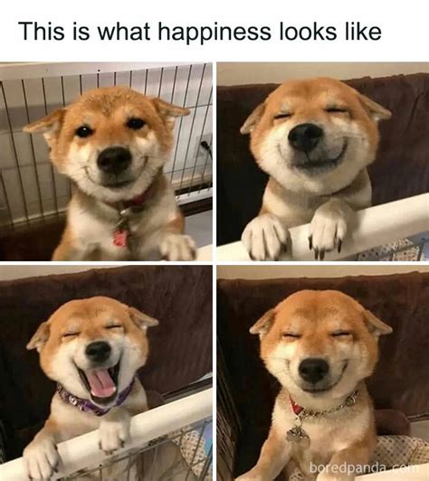 50 Memes That Dog Owners May Find Humorously Relatable Bored Panda