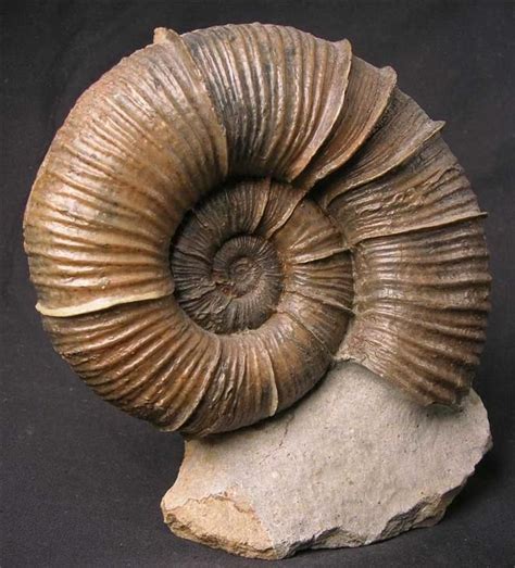 Uk Fossils Including British Ammonites Artofit