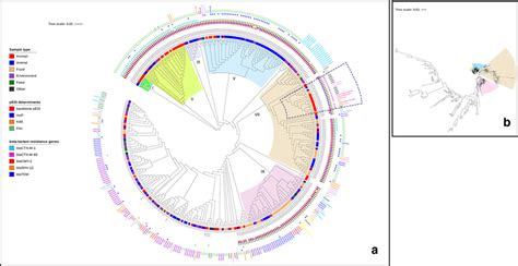 Maximum Likelihood Snp Based Phylogeny Of 382 S Infantis Genomes Using Download Scientific