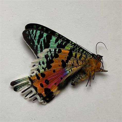 Sunset Moth Etsy