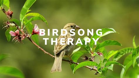 🧘‍♀️ რელაქსაცია და განკურნება ტყის მგალობელი ფრინველები სხეულისთვის