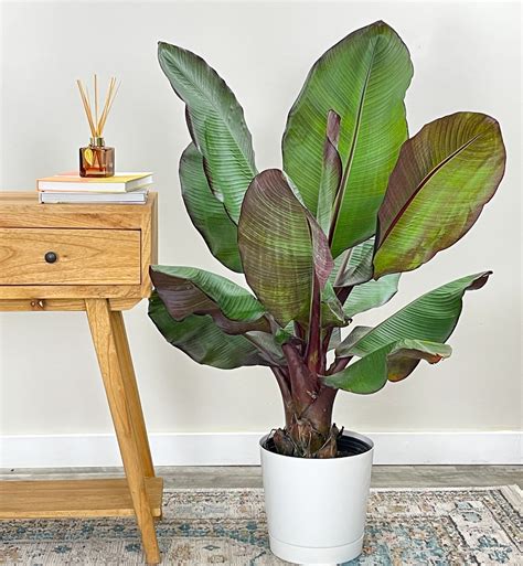 Banana Tree Leaf Shape