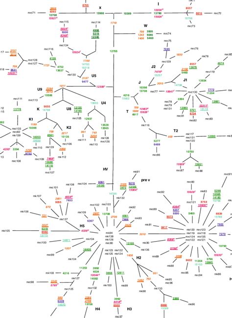 reduced median network of coding region sequences from the normal