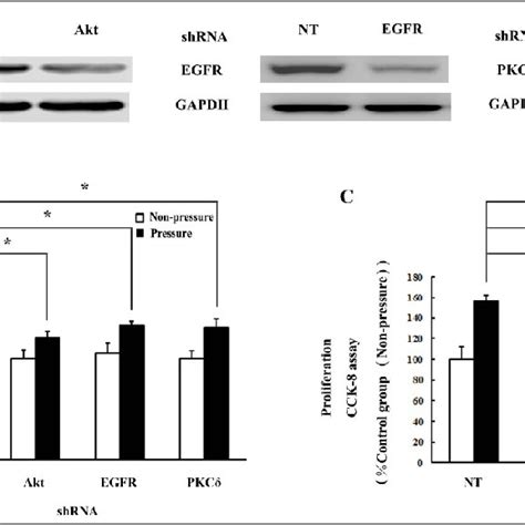 Schematic Diagram Of The Signal Transduction Pathway Of Rat Chondrocyte