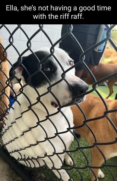 Ella Shes Not Having A Good Time With The Riff Raff Ifunny