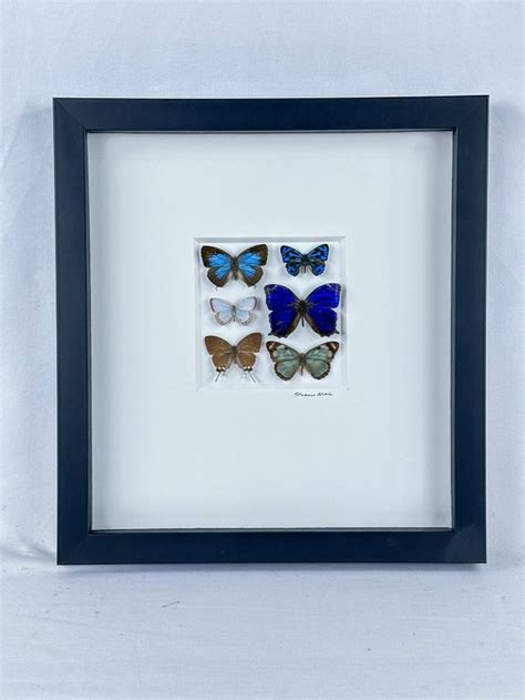 Polychromaticset Butterfly Composition Lepidoptera