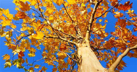 კონსტანტინე გამსახურდიას მონოლოგი ლადო ასათიანთან… Genia Ge