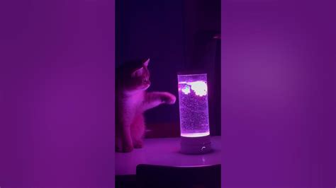 캣플릭스cat 고양이영상 고양이 Neko Netflix Catflix Shorts 물멍 Youtube