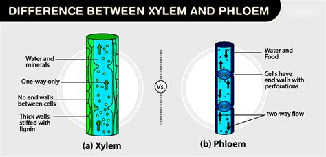 Difference Between Xylem And Phloem Detailed Comparison Testbook