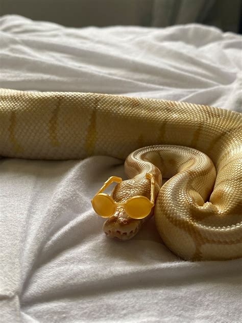 Fred The Python Fred The Python Added A New Photo