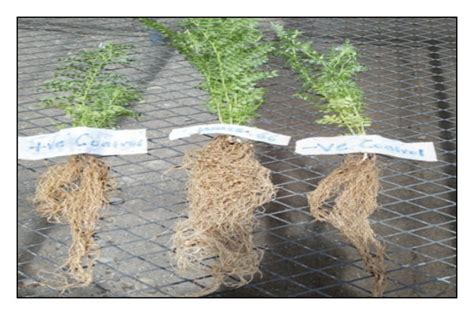 Effect Of Rhizobial Inoculation On Nodulation Download Scientific
