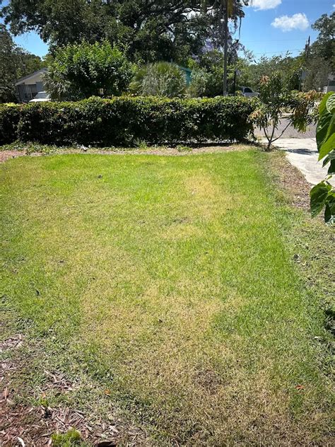 Understanding Brown Patch Disease